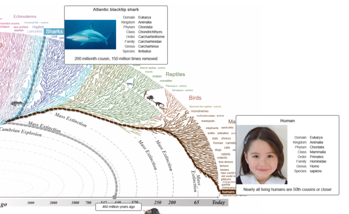 Canlılar Alemini İnteraktif Hayat Ağaçlarıyla Tanıyalım - Biyoloji ...
